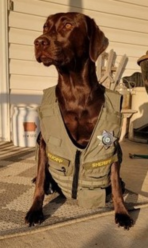 News Sheriff Marshall County Iowa